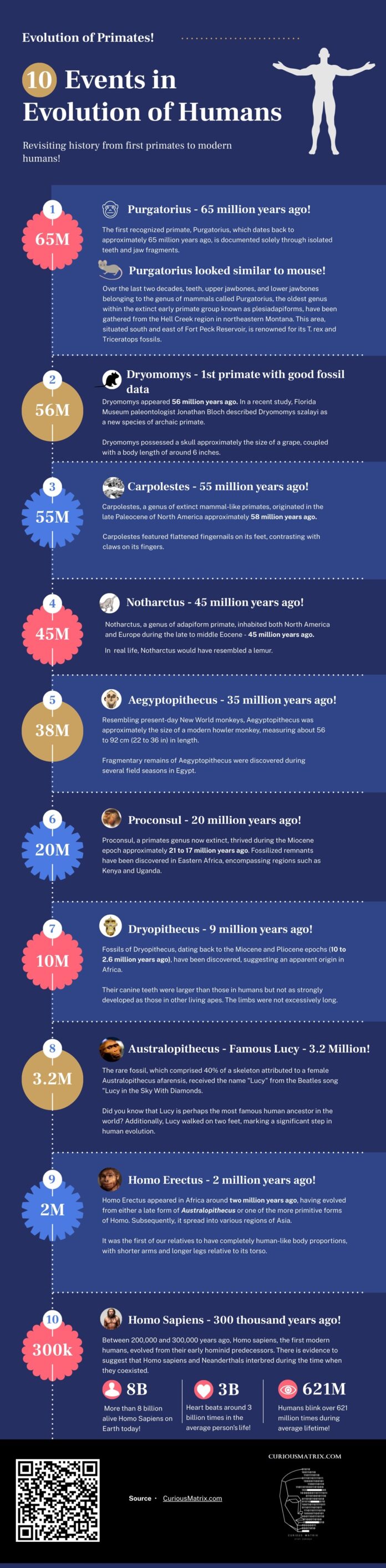 Infographic Timeline Of Human Evolution